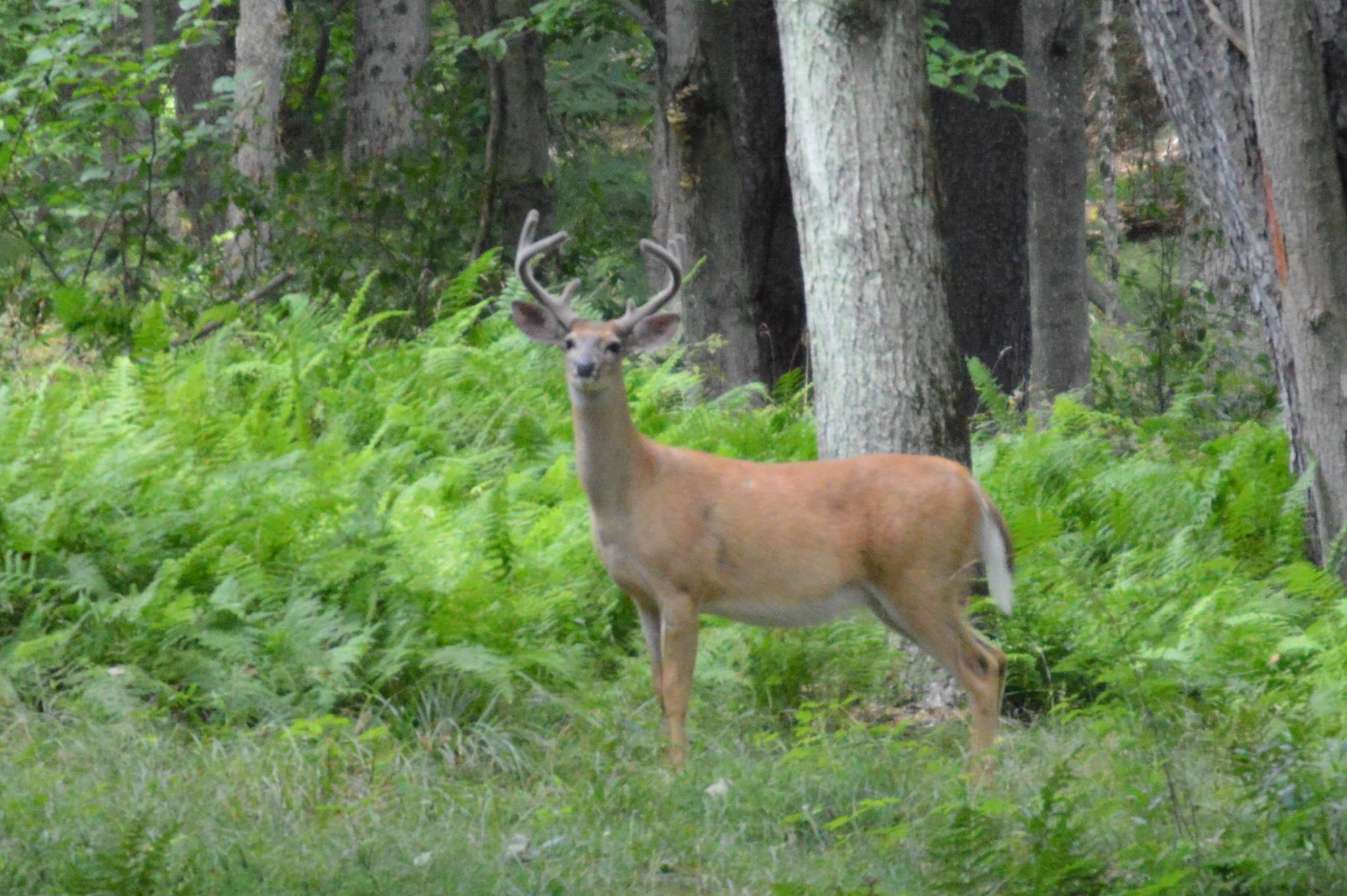 susq-deer – Pennsylvania Lumber Museum